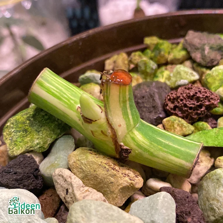 Monstera Ableger | Schritt-für-Schritt Anleitung zum Vermehren