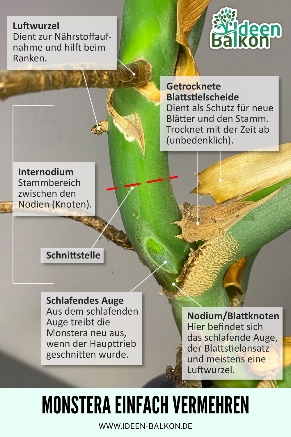 Monstera Ableger | Schritt-für-Schritt Anleitung zum Vermehren
