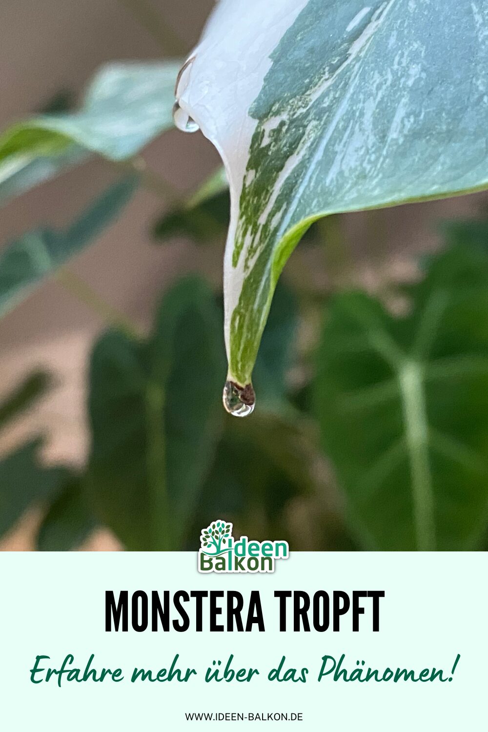 Monstera tropft | Guttation - Gründe & Gegenmaßnahmen